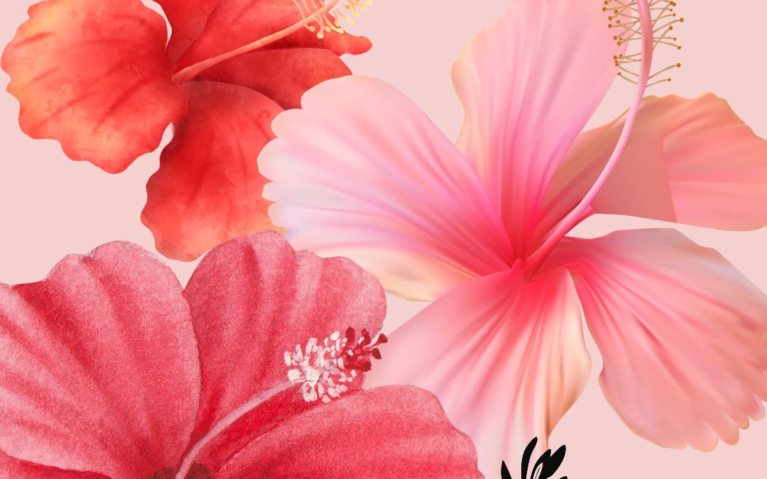 Hibiscus Flower | Genesis Natural Products